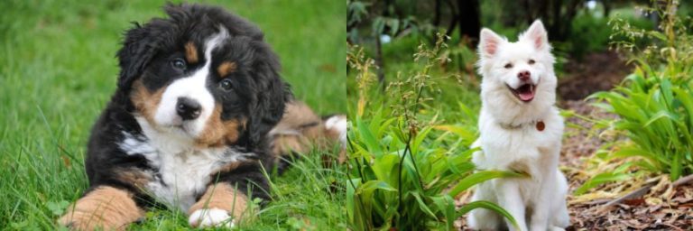 50+ National Dog Day Quotes - BlessMsg