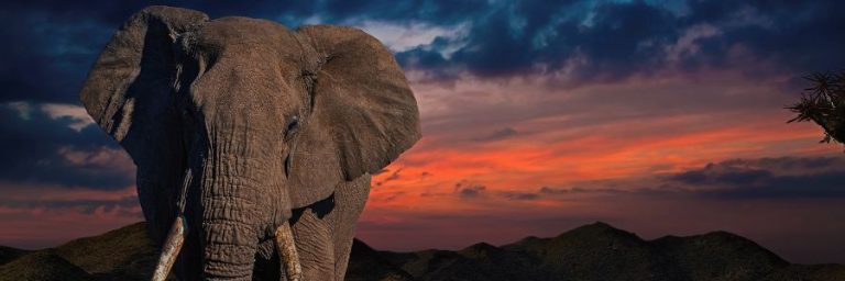 60+ Quotes about Wildlife Conservation - BlessMsg